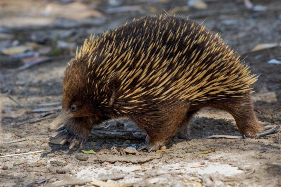 Equidna: principais hábitos e características da espécie
