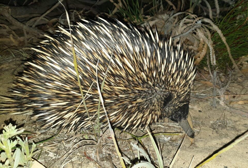 Equidna: principais hábitos e características da espécie