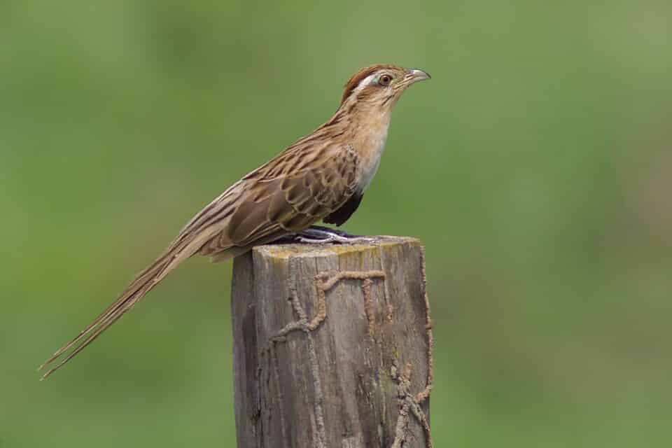 Matinta Pereira, quem é? Origem e história da personagem