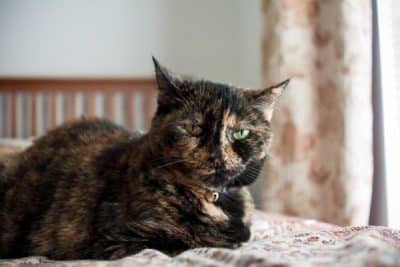 Gatos tricolores: todas as características e curiosidades sobre o tipo