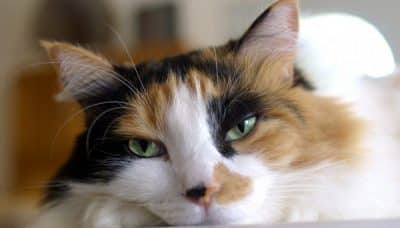 Gatos tricolores: todas as características e curiosidades sobre o tipo