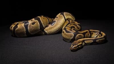 Maiores cobras do mundo, quais são? Espécies e curiosidades