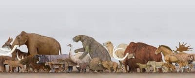 O que foi a Megafauna, extinta anos depois da chegada dos homens?