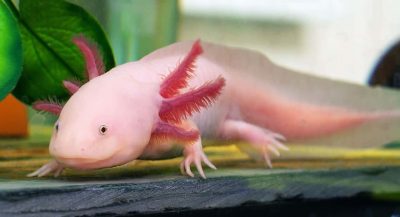 Axolote, o que é? Origem, características e curiosidades