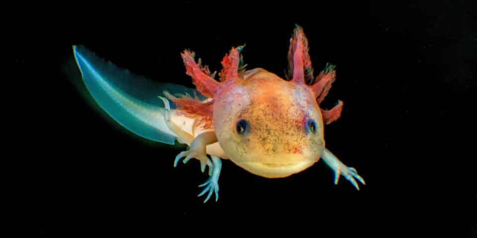 Axolote, o que é? Origem, características e curiosidades