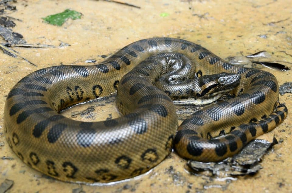 Cobras brasileiras, quais são? Conheça as principais espécies