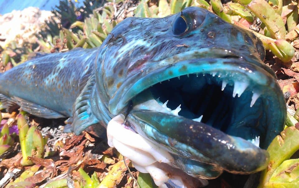 Conheça o peixe com carne azul brilhante e mais de 500 dentes