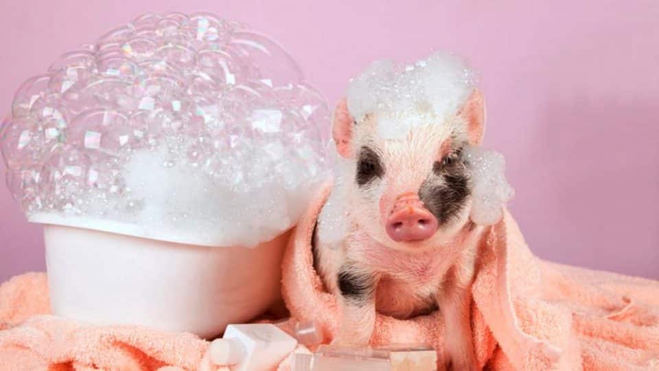 Mini porcos, o que são? Origem, características e cuidados básicos