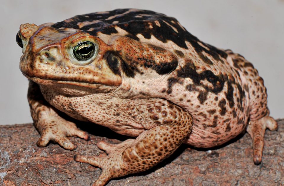 Conheça os principais animais da Amazônia e suas curiosidades