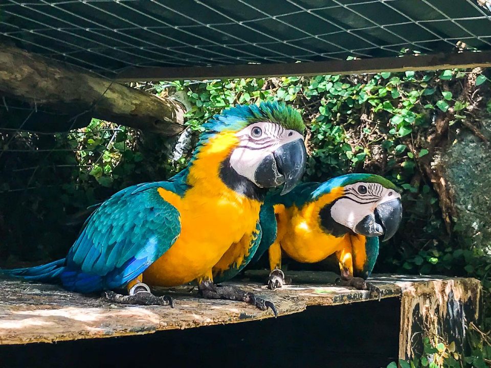 Conheça os principais animais da Amazônia e suas curiosidades