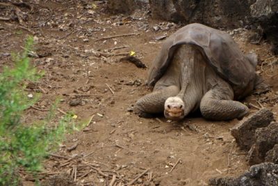 Conheça a lista de animais já extintos no mundo