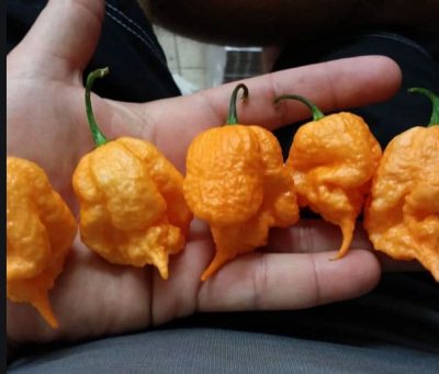 Carolina Reaper: conheça a pimenta mais ardida do mundo