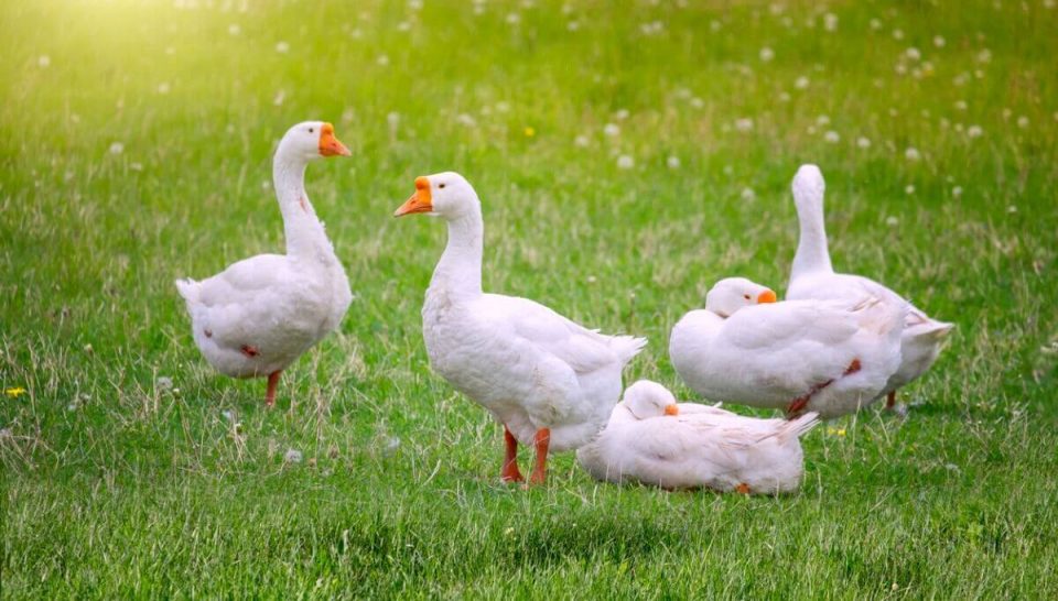 Curiosidades sobre gansos, os melhores "cães" de guarda do mundo!