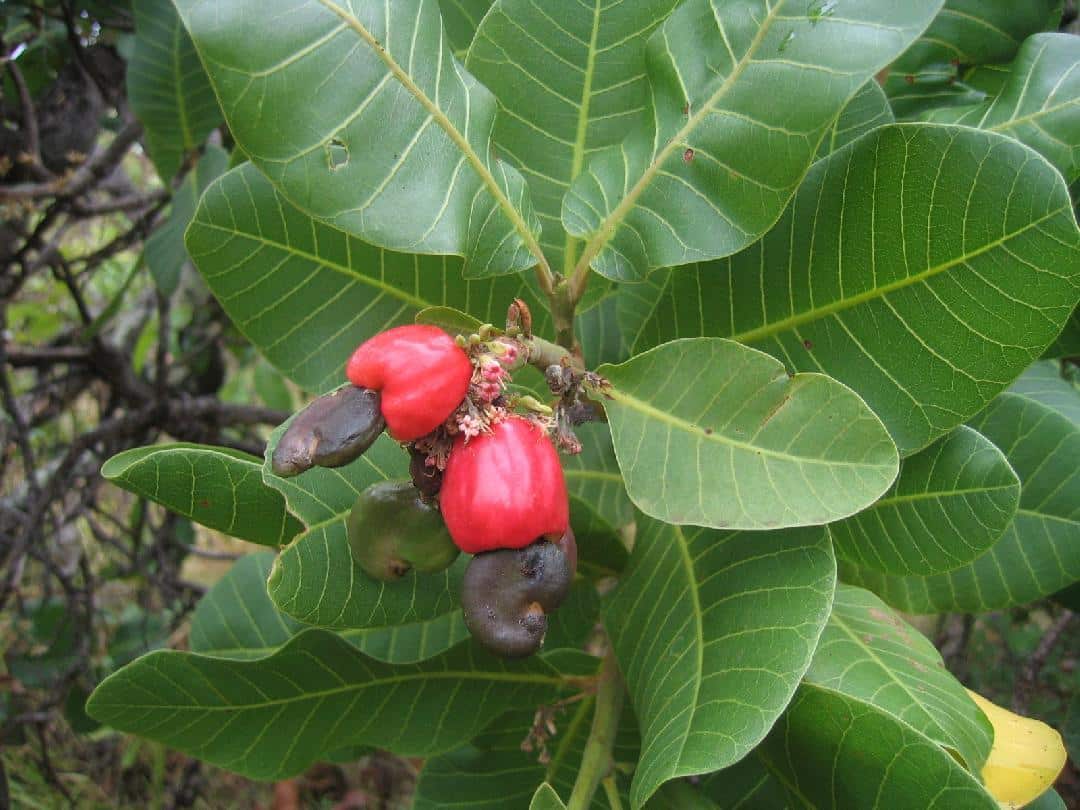20 frutos típicos do Cerrado e suas características