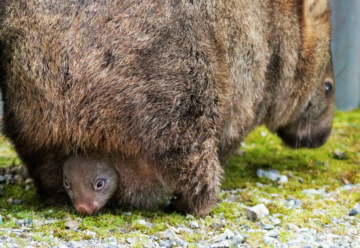 Vombate: 13 fatos e curiosidades sobre esse marsupial